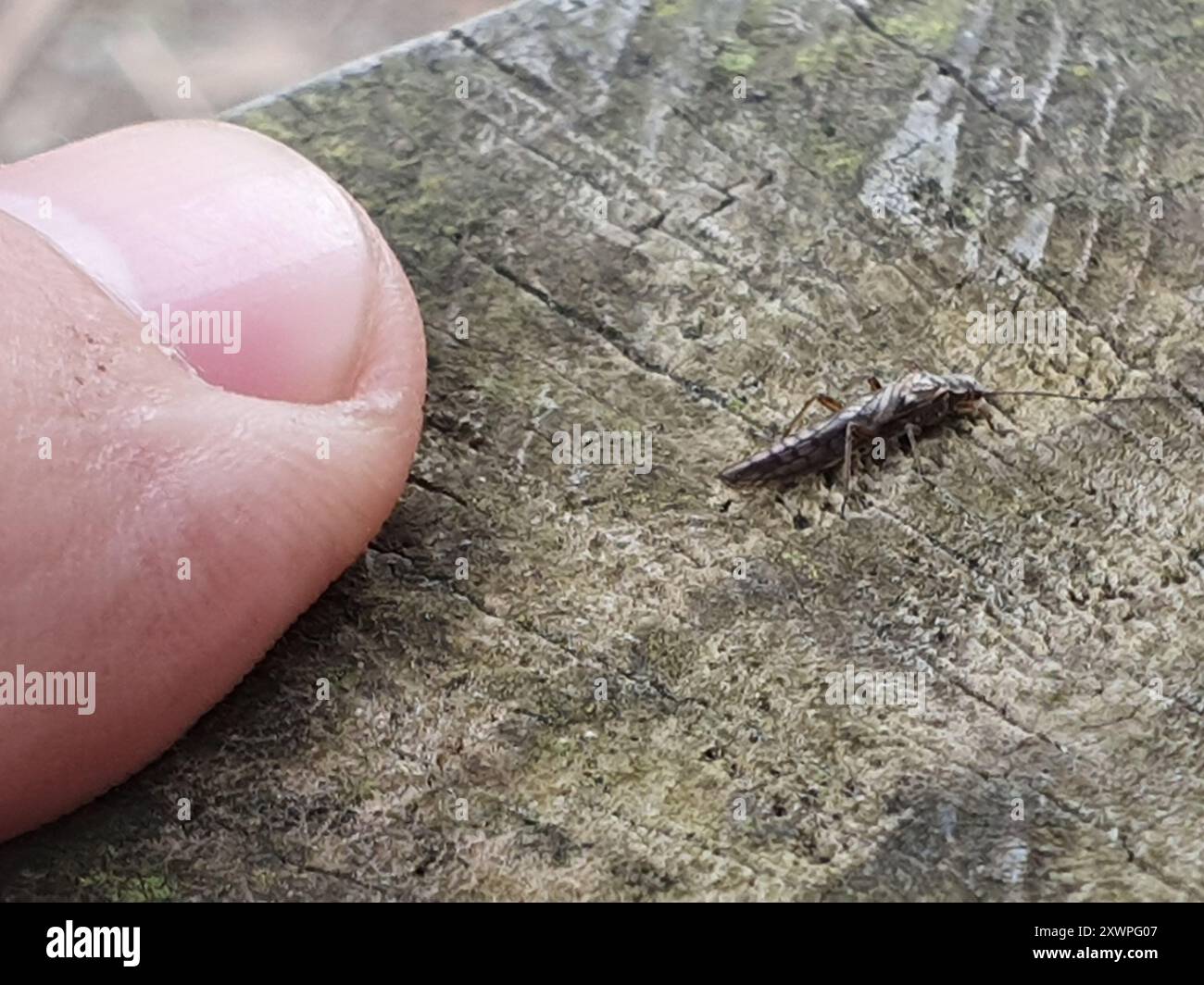 Stoneflies (Plecoptera) Insecta Stock Photo - Alamy