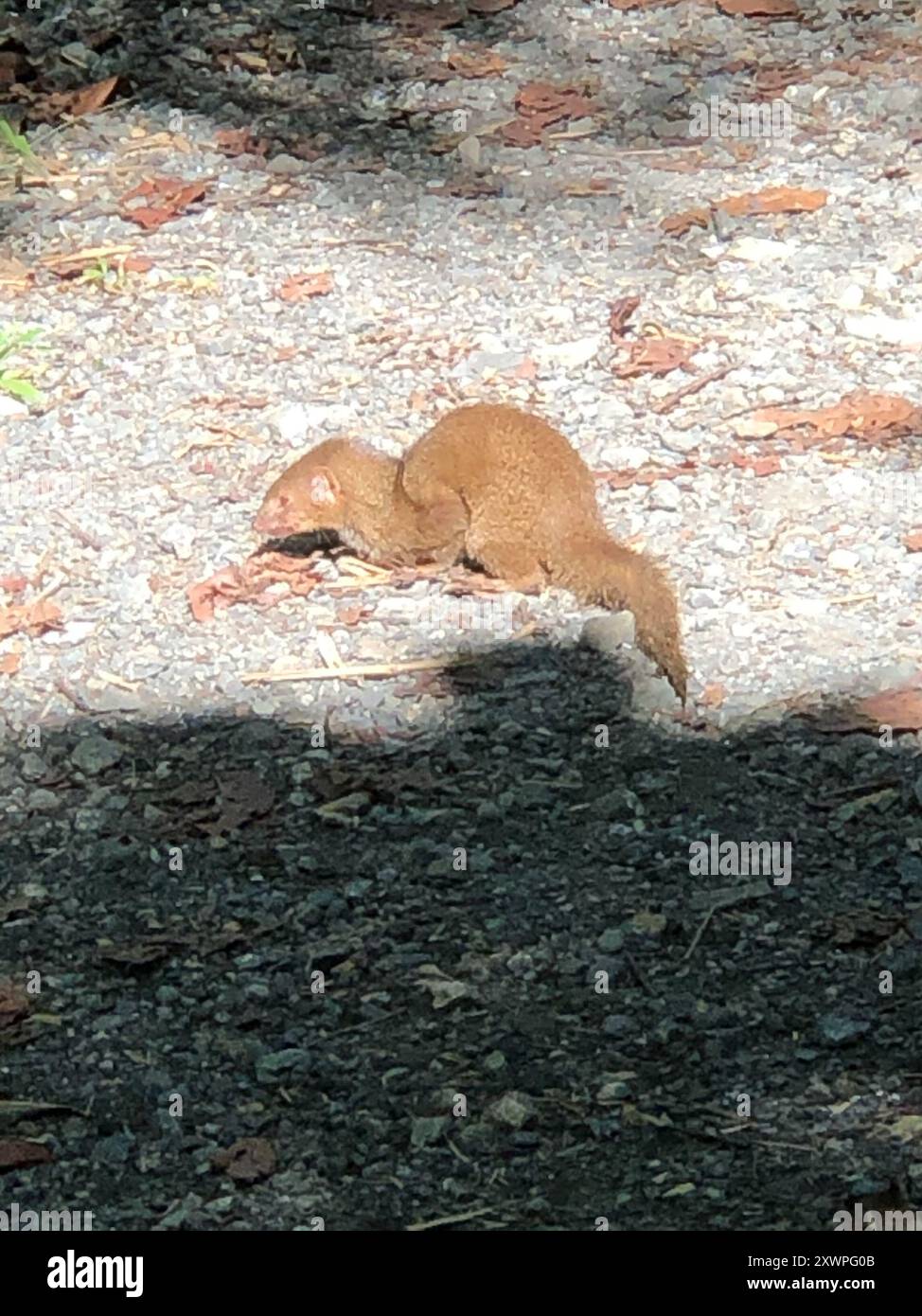 Small Indian Mongoose (Urva auropunctata) Mammalia Stock Photo - Alamy