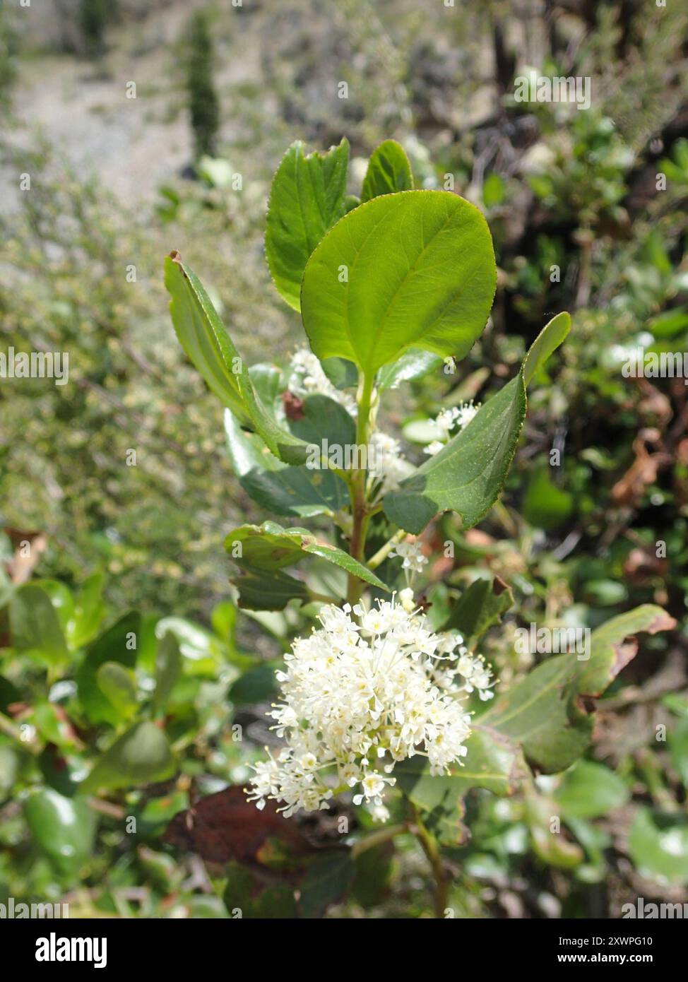 Snowbrush Ceanothus (Ceanothus velutinus) Plantae Stock Photo - Alamy