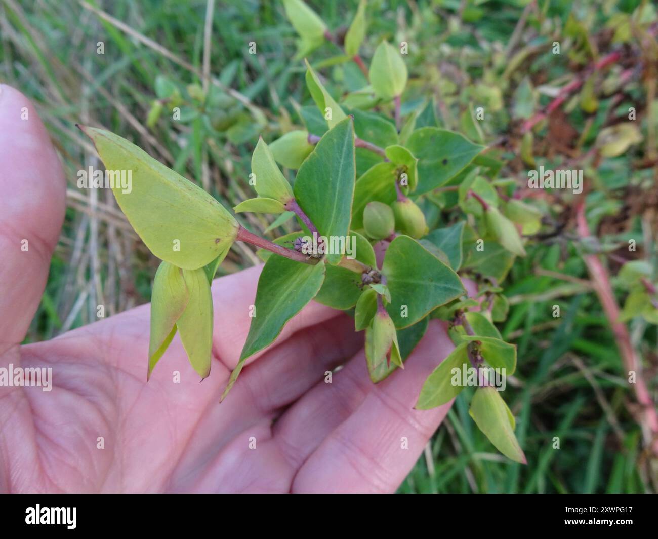 caper spurge (Euphorbia lathyris) Plantae Stock Photo - Alamy