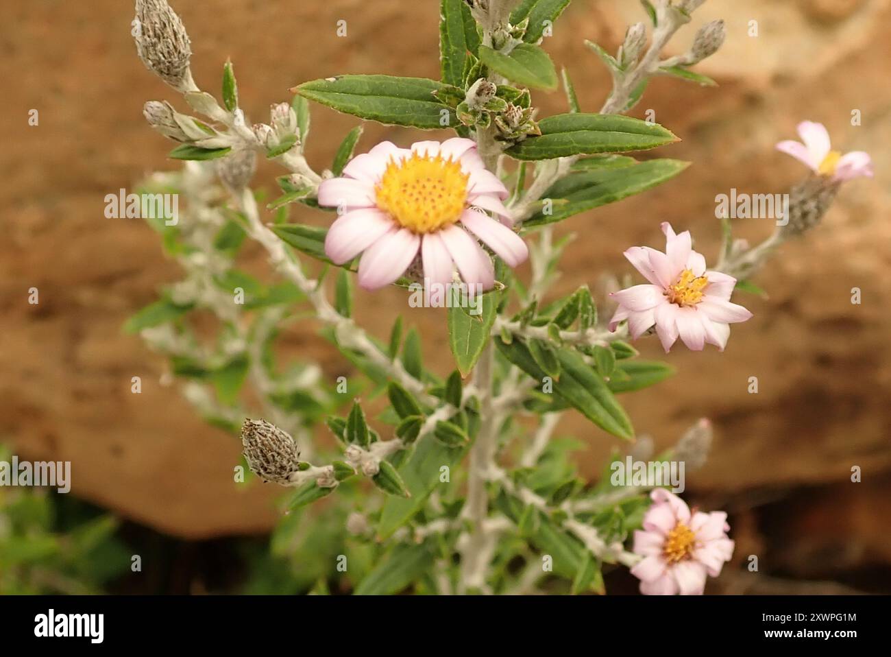 Bushman Tea (Athrixia phylicoides) Plantae Stock Photo - Alamy