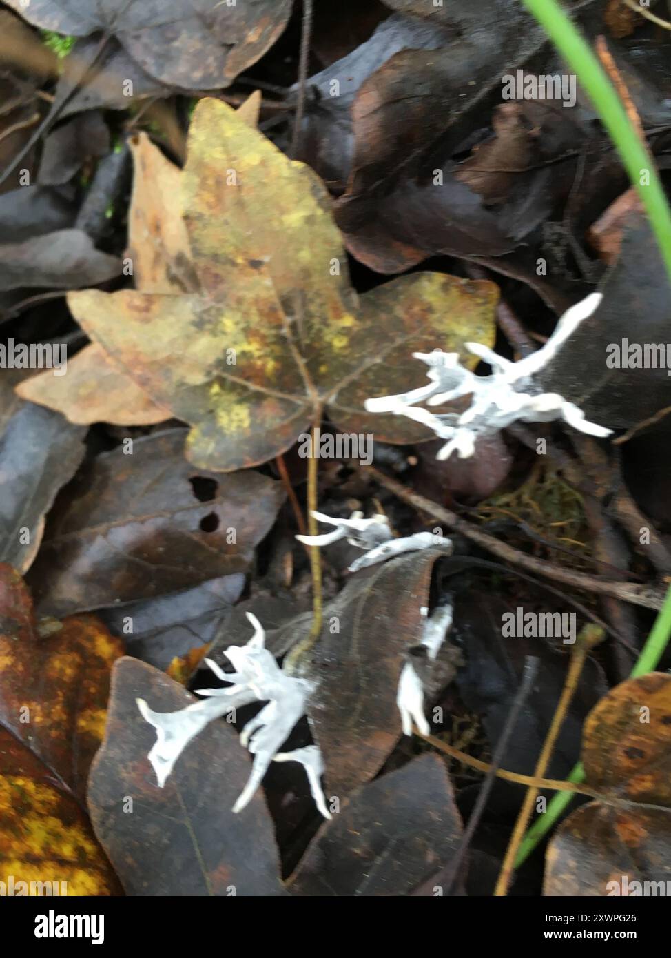 Candlesnuff Fungus (Xylaria hypoxylon) Fungi Stock Photo - Alamy