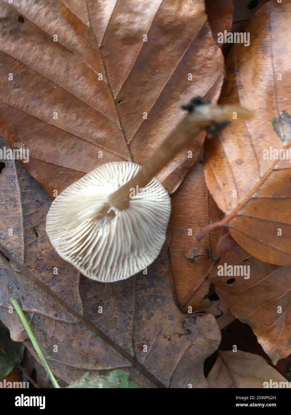 Fragrant Funnel (Clitocybe fragrans) Fungi Stock Photo - Alamy