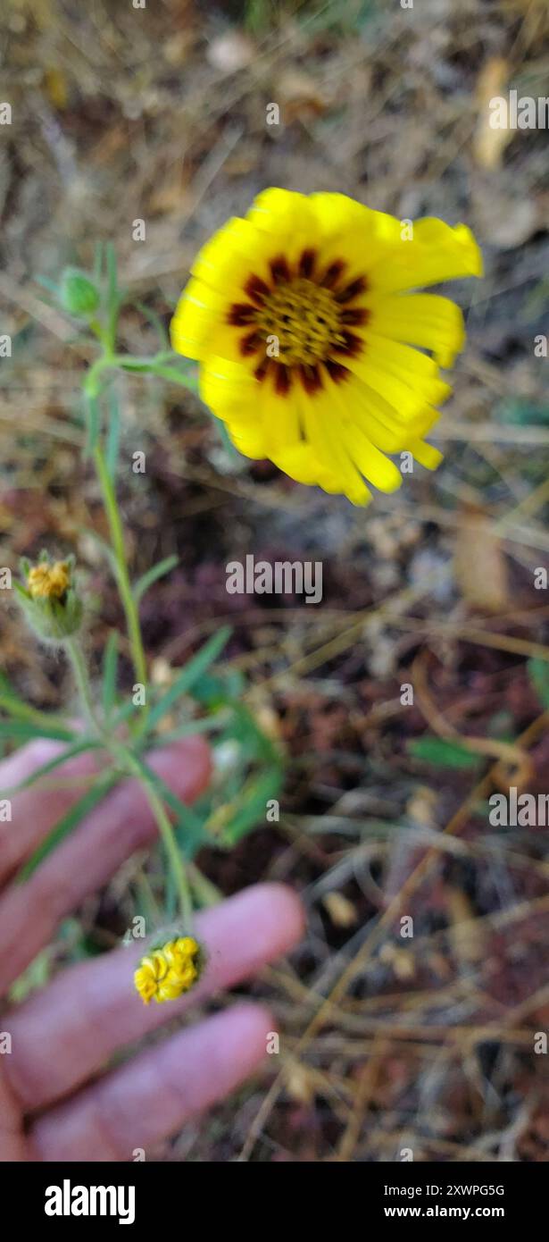 Common Madia (Madia elegans) Plantae Stock Photo - Alamy