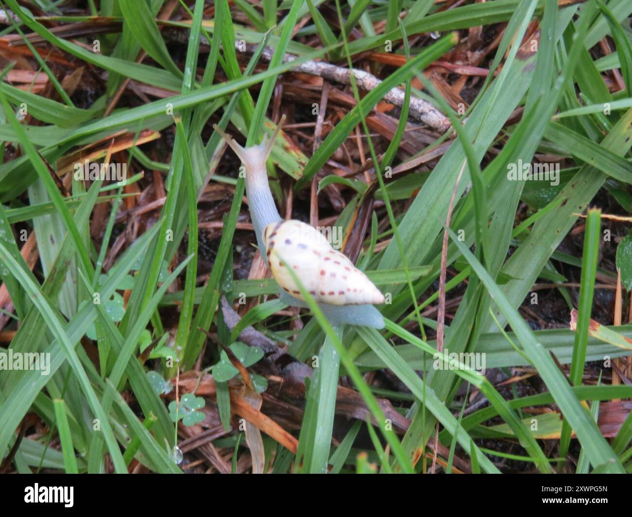 (Mesembrinus interpunctus) Mollusca Stock Photo - Alamy
