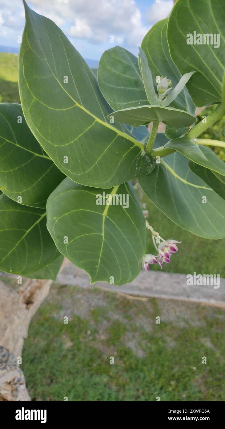giant milkweed (Calotropis procera) Plantae Stock Photo - Alamy