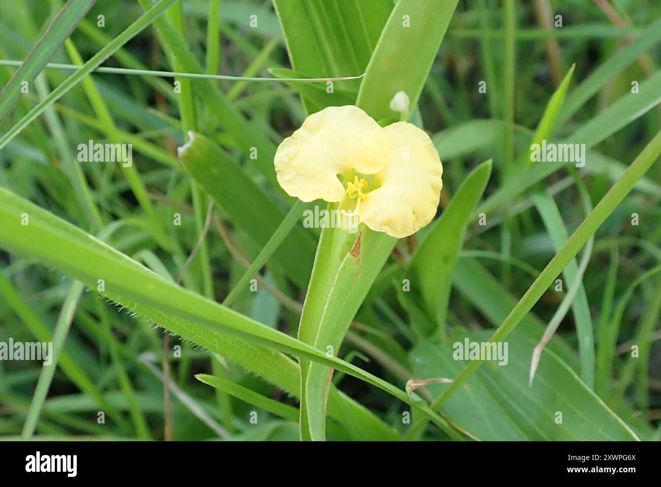 African Yellow Dayflower (Commelina africana) Plantae Stock Photo - Alamy