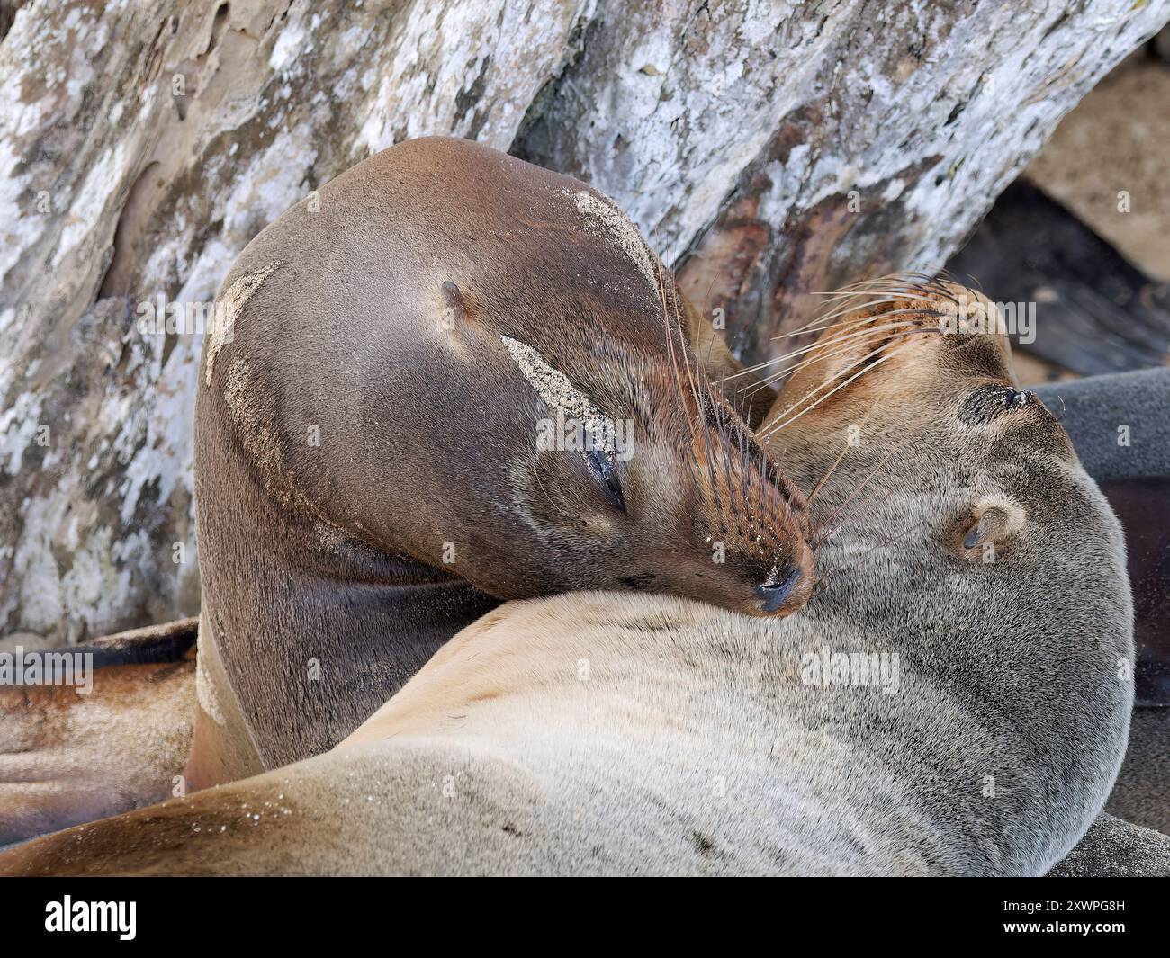 Galápagos sea lion, Galápagos-Seelöwe, Otarie des Galápagos, Zalophus ...