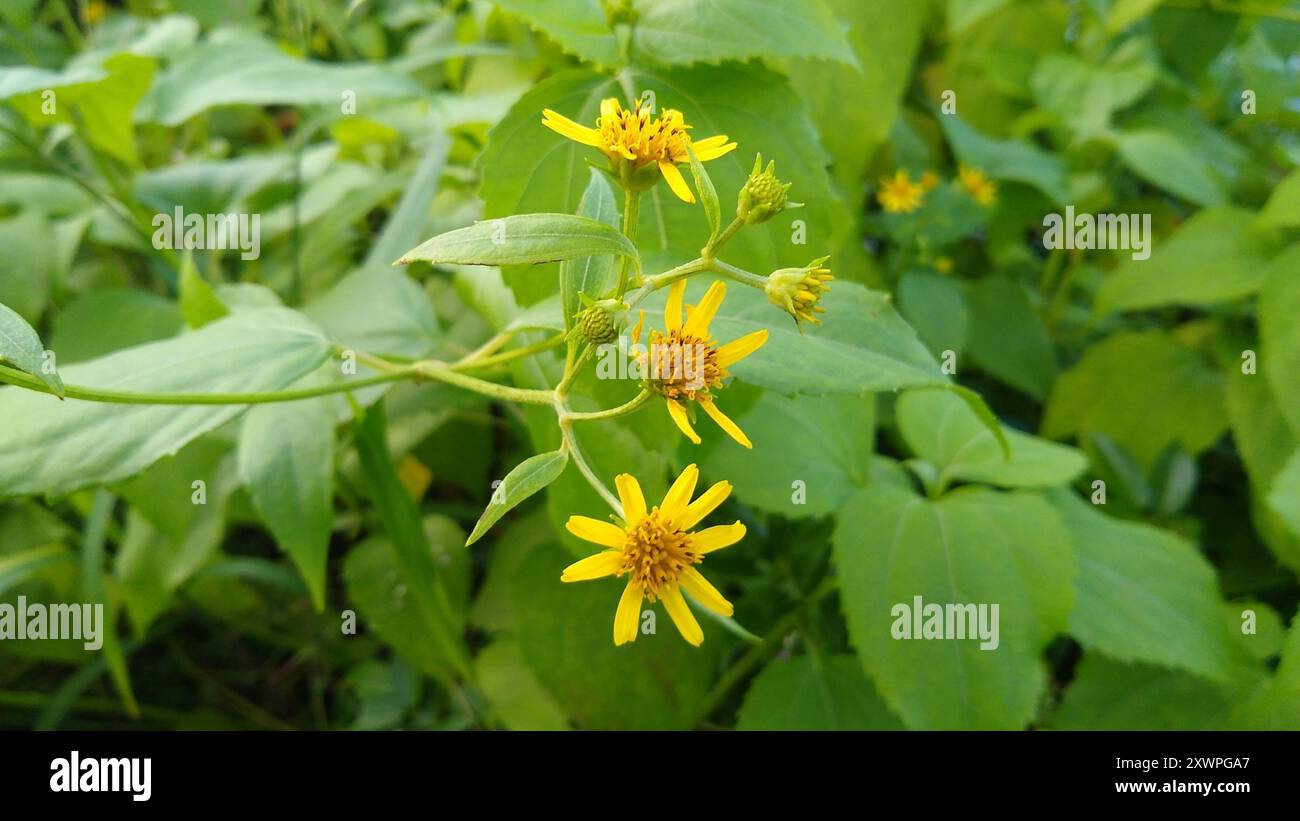 sea daisy (Wollastonia biflora) Plantae Stock Photo - Alamy