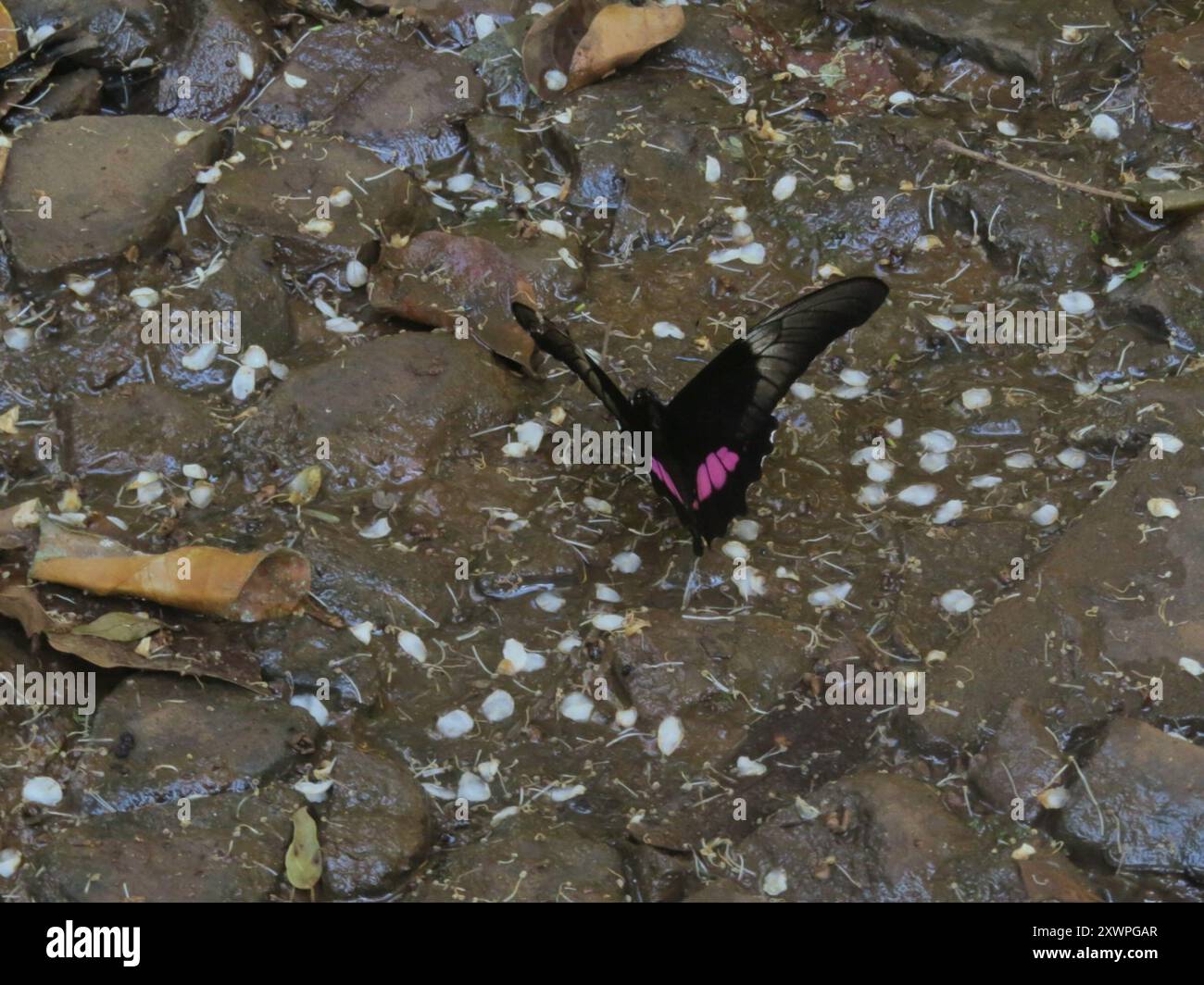 Ruby-spotted Swallowtail (Heraclides anchisiades) Insecta Stock Photo ...