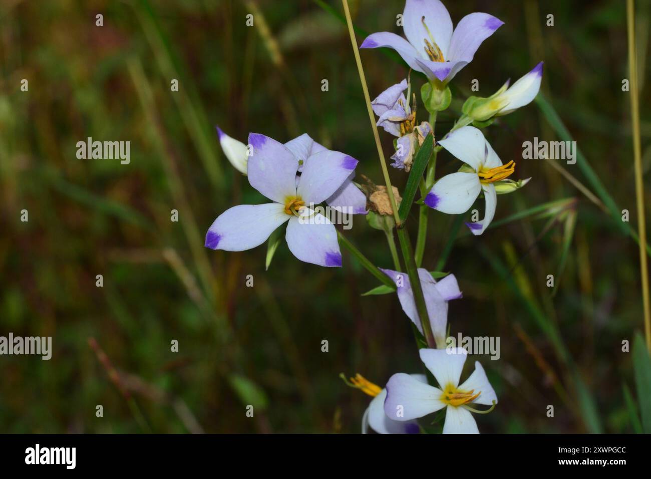 Exacum tetragonum hi-res stock photography and images - Alamy