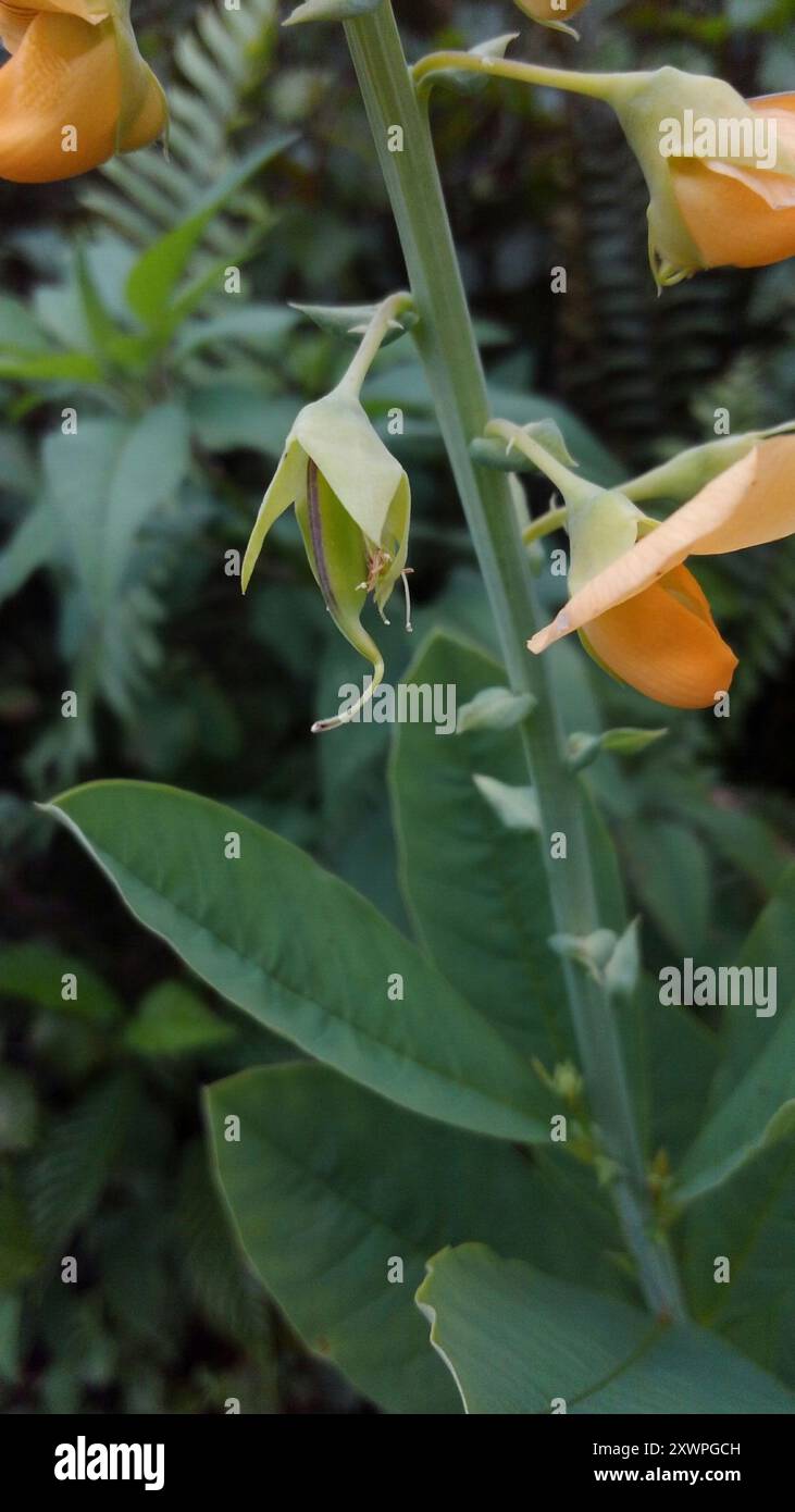 Showy Rattlebox (Crotalaria spectabilis) Plantae Stock Photo - Alamy