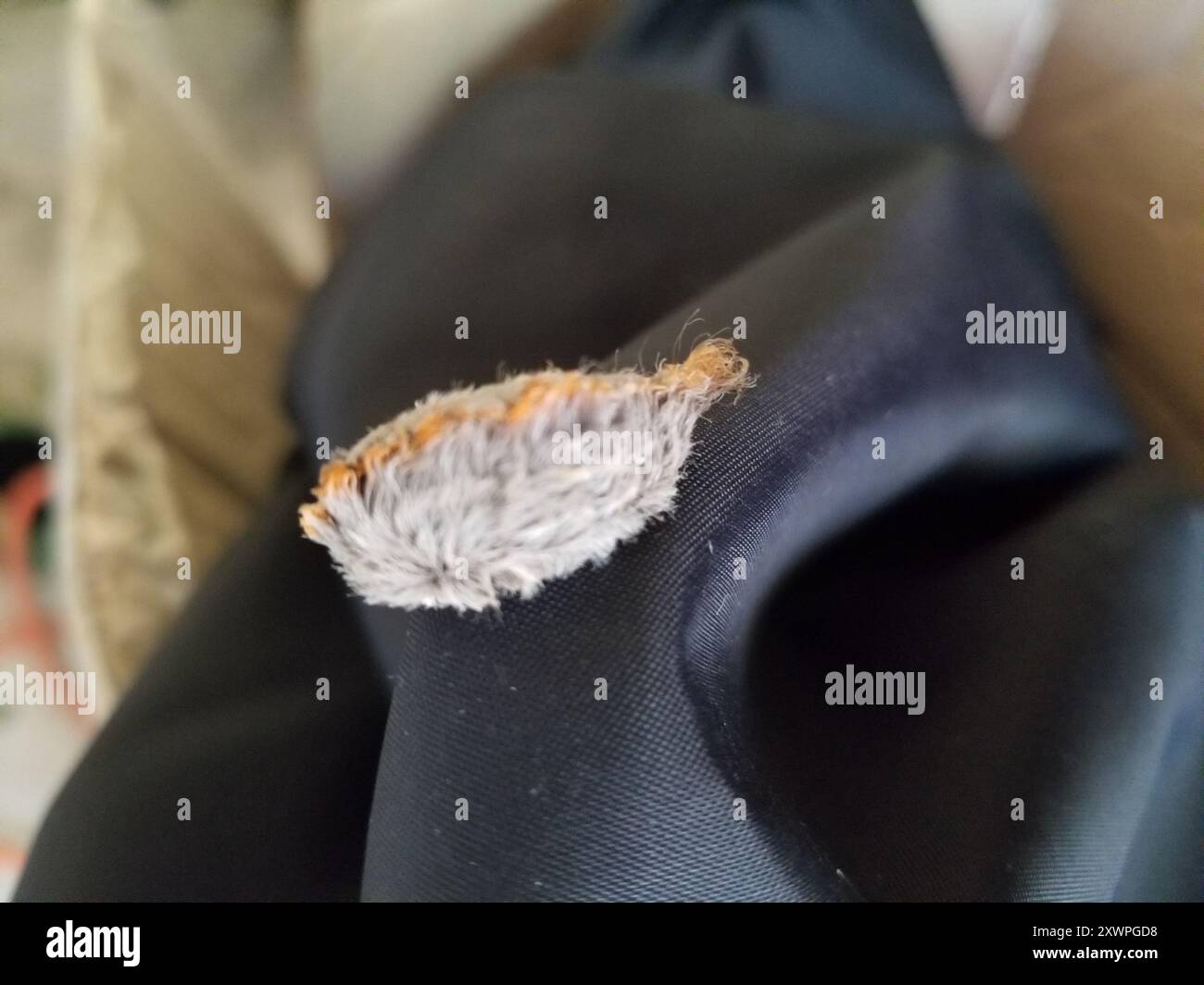 Southern Flannel Moth (Megalopyge opercularis) Insecta Stock Photo - Alamy