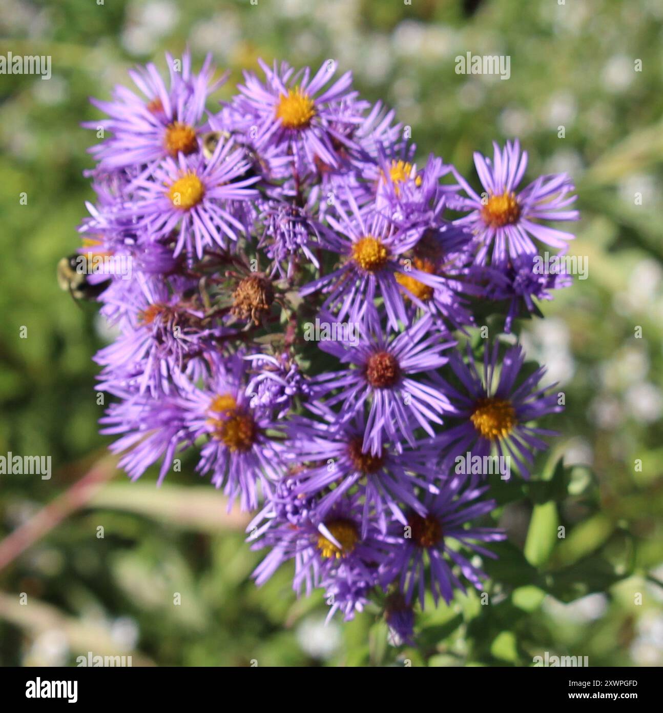 New England aster (Symphyotrichum novae-angliae) Plantae Stock Photo ...