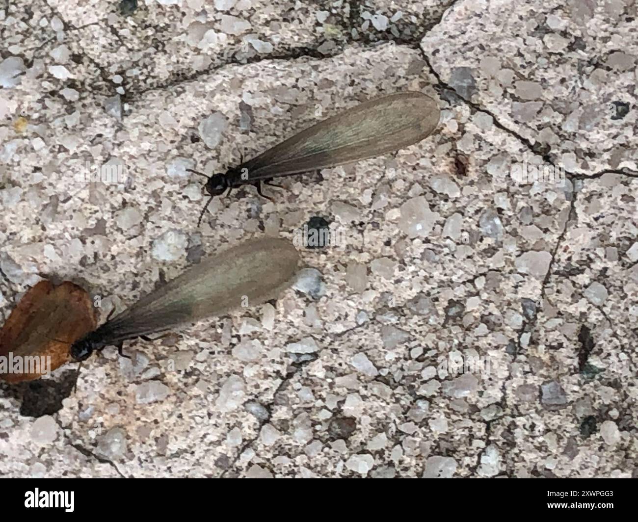 Western Subterranean Termite (Reticulitermes hesperus) Insecta Stock ...