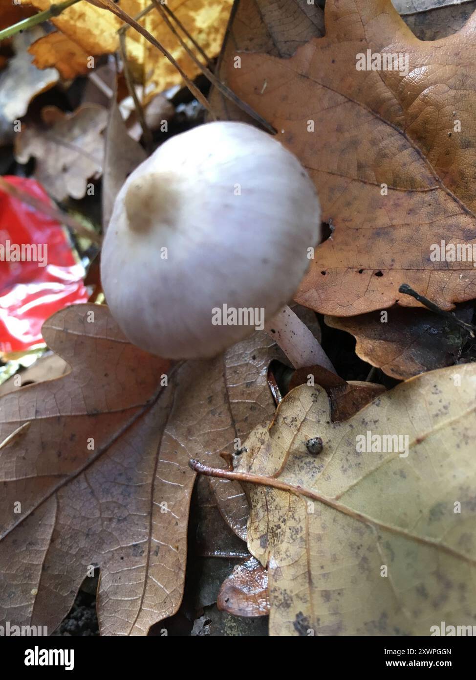 Fibercaps and Allies (Inocybaceae) Fungi Stock Photo - Alamy