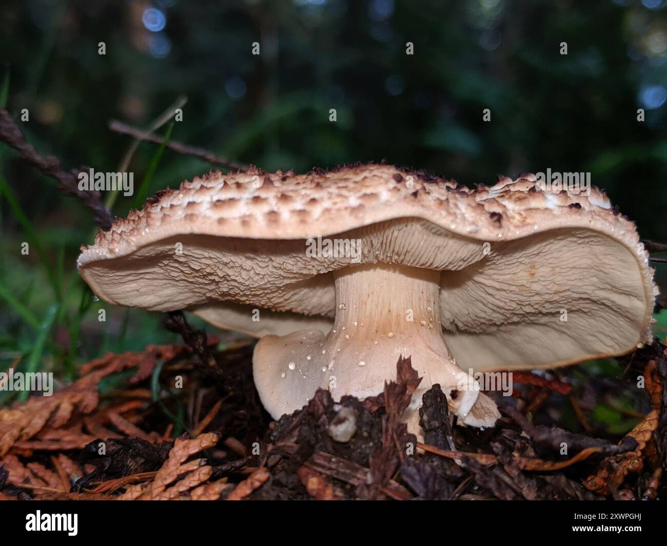 Freckled Dapperling (Echinoderma asperum) Fungi Stock Photo - Alamy