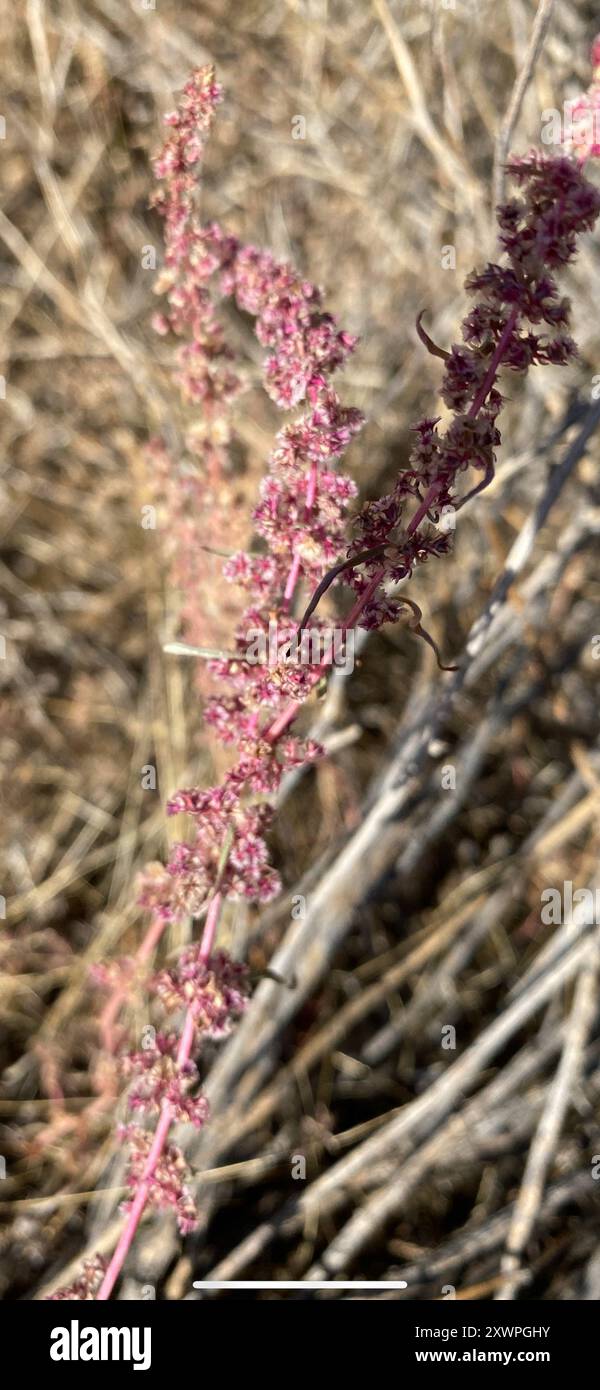 Fringed Amaranth (Amaranthus fimbriatus) Plantae Stock Photo - Alamy