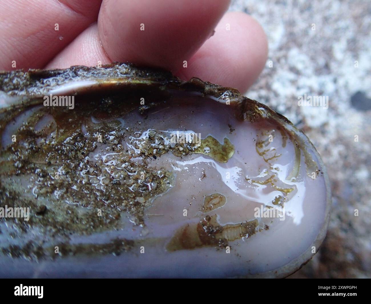 Western Pearlshell (Margaritifera falcata) Mollusca Stock Photo - Alamy