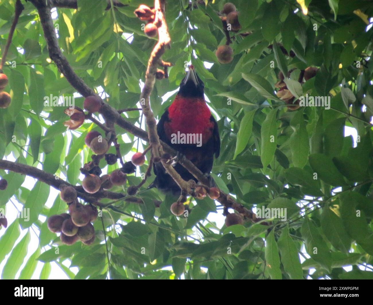 Pyroderus hi-res stock photography and images - Alamy