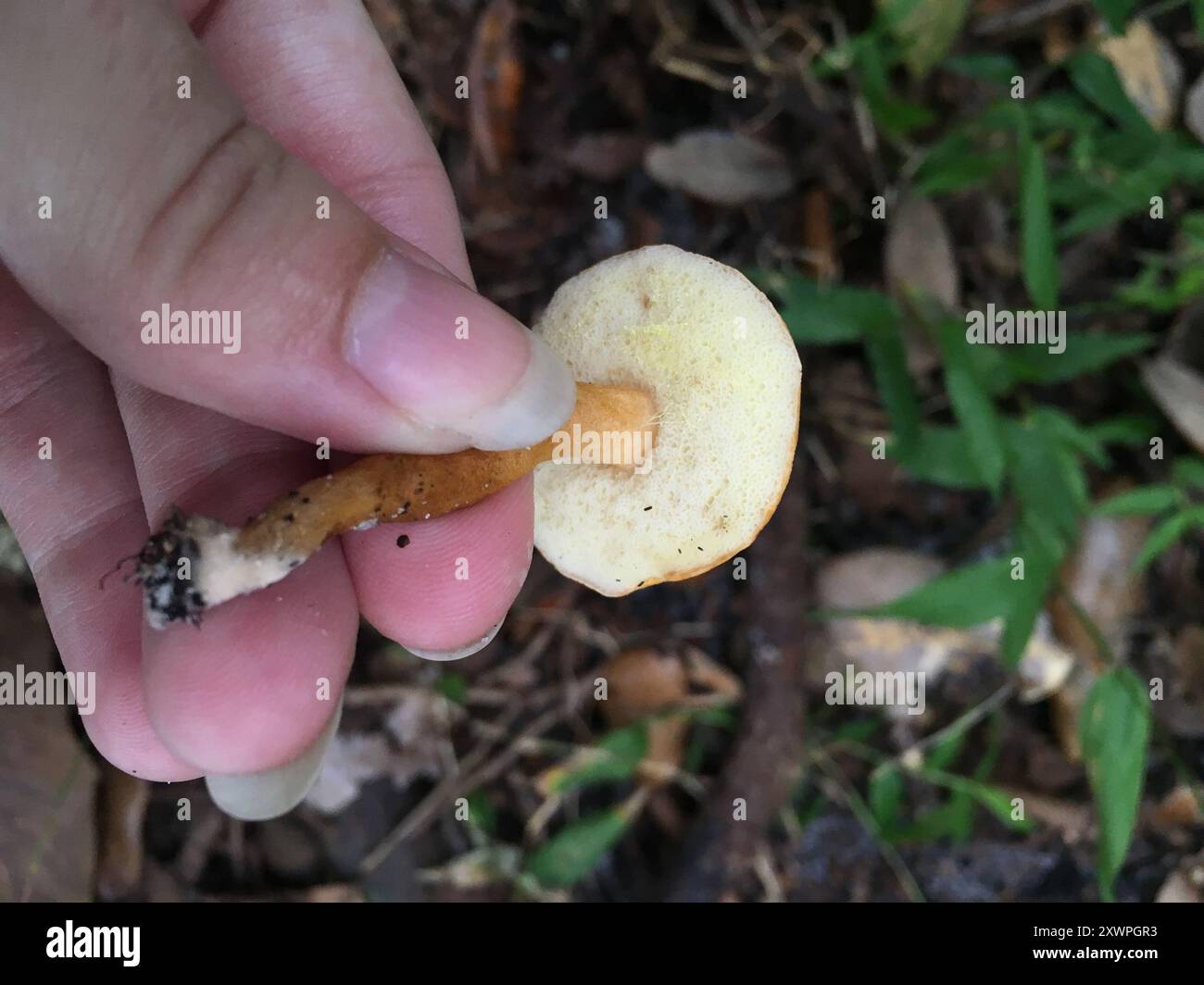 Gyroporus castaneus hi-res stock photography and images - Alamy