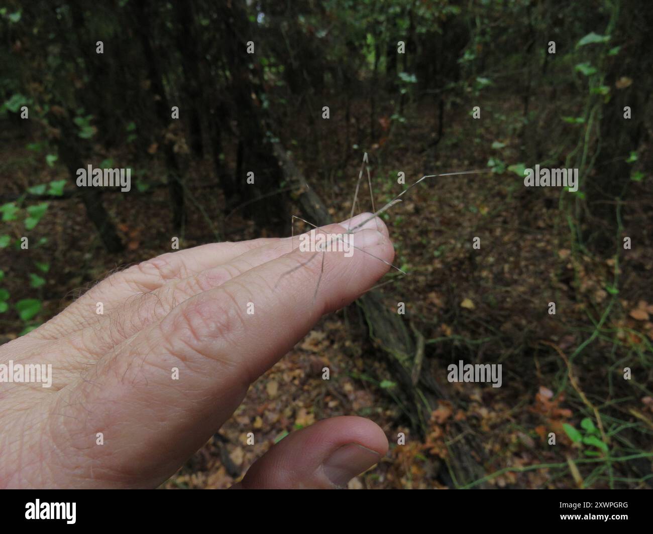 Thread-legged Bugs (Emesinae) Insecta Stock Photo - Alamy