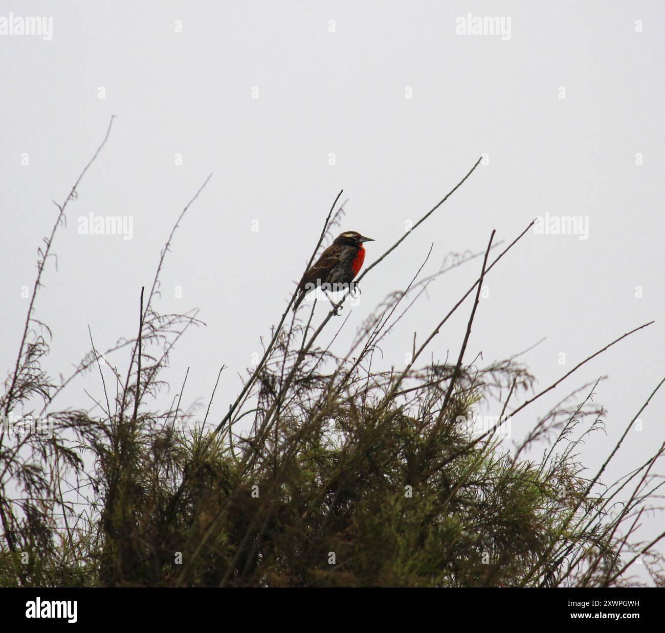 Peruvian meadowlark leistes bellicosus hi-res stock photography and ...