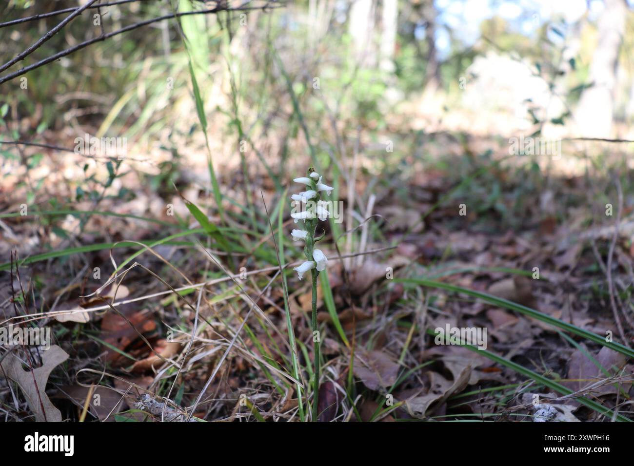 nodding ladies’ tresses (Spiranthes cernua) Plantae Stock Photo - Alamy