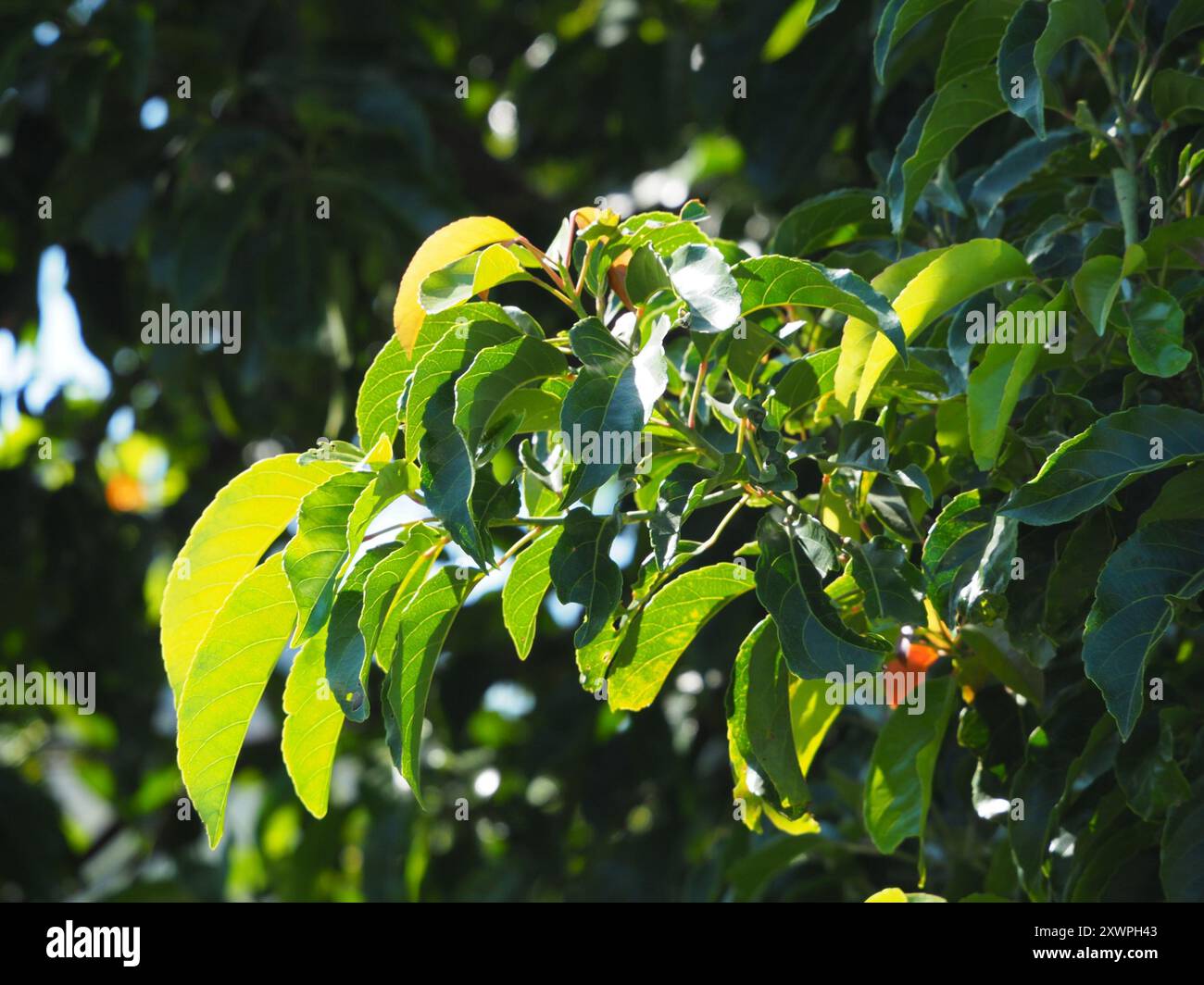 Ceylon olive (Elaeocarpus serratus) Plantae Stock Photo - Alamy