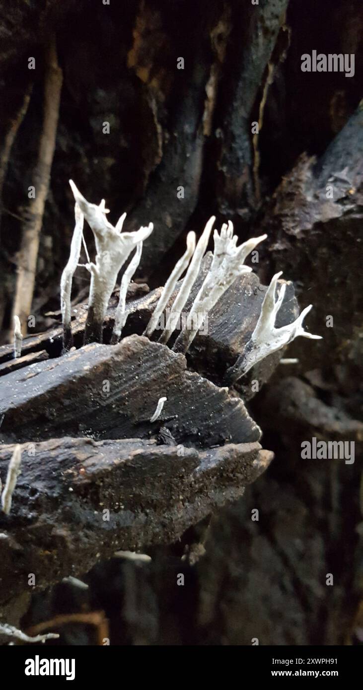 Candlesnuff Fungus (Xylaria hypoxylon) Fungi Stock Photo - Alamy