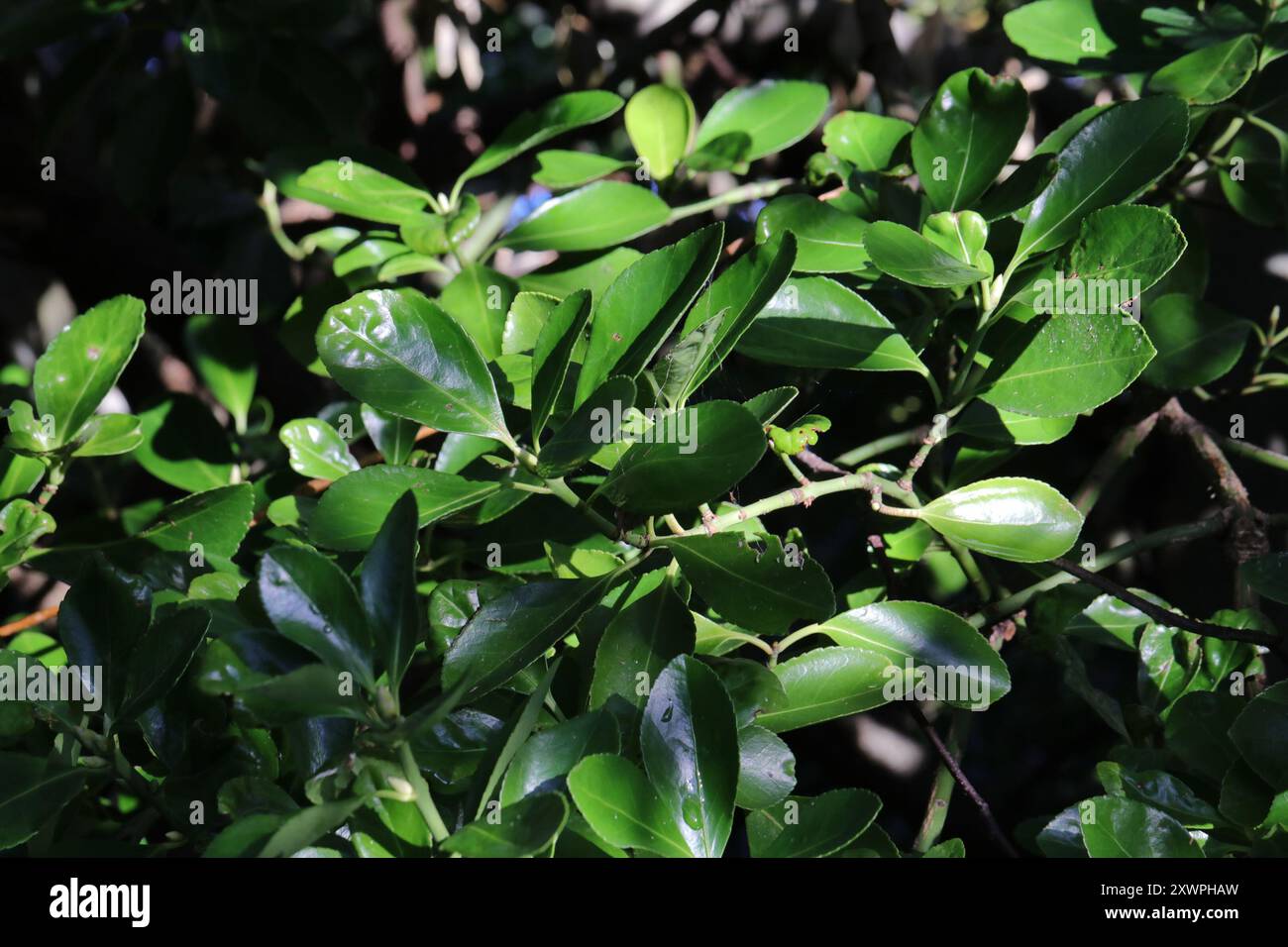 Japanese spindle tree (Euonymus japonicus) Plantae Stock Photo - Alamy