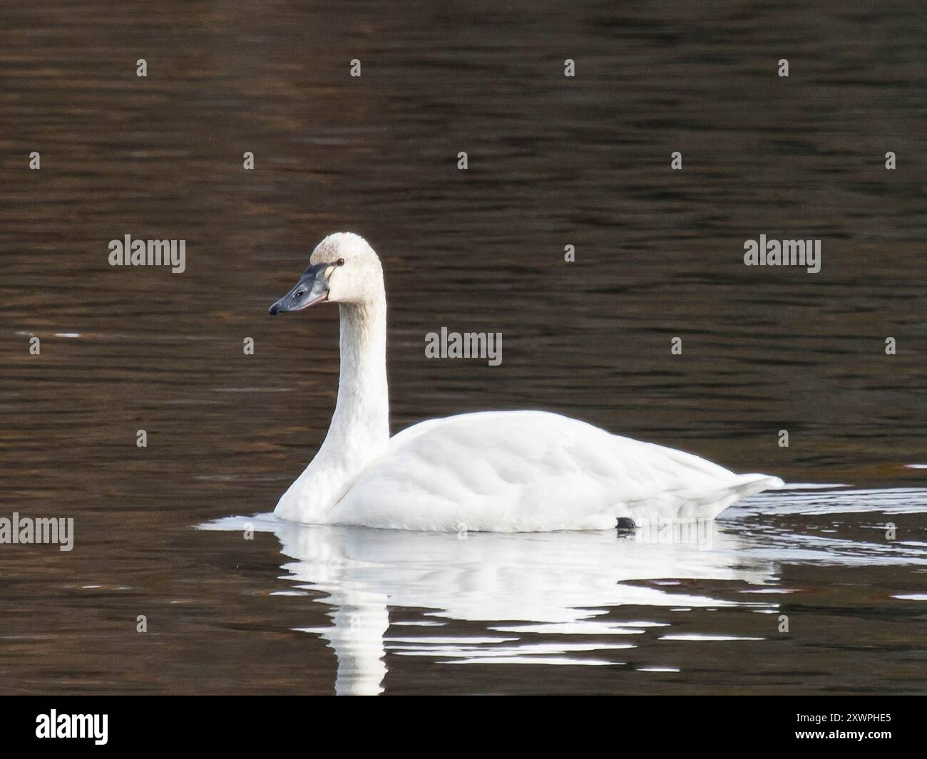 Tundra Swan (Cygnus columbianus) Aves Stock Photo - Alamy