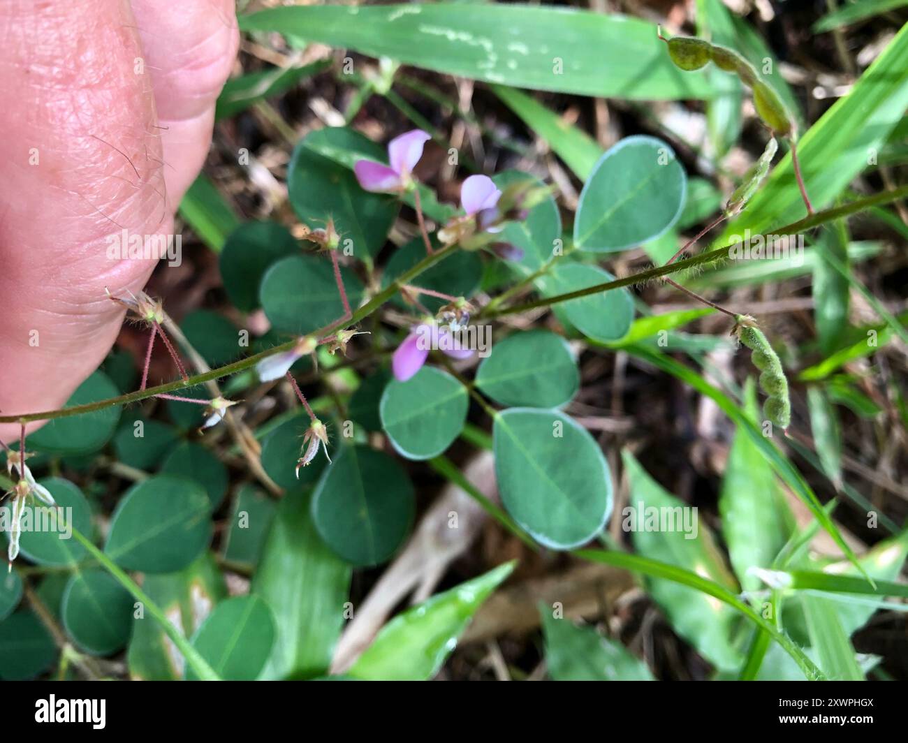 creeping beggarweed (Desmodium incanum) Plantae Stock Photo - Alamy