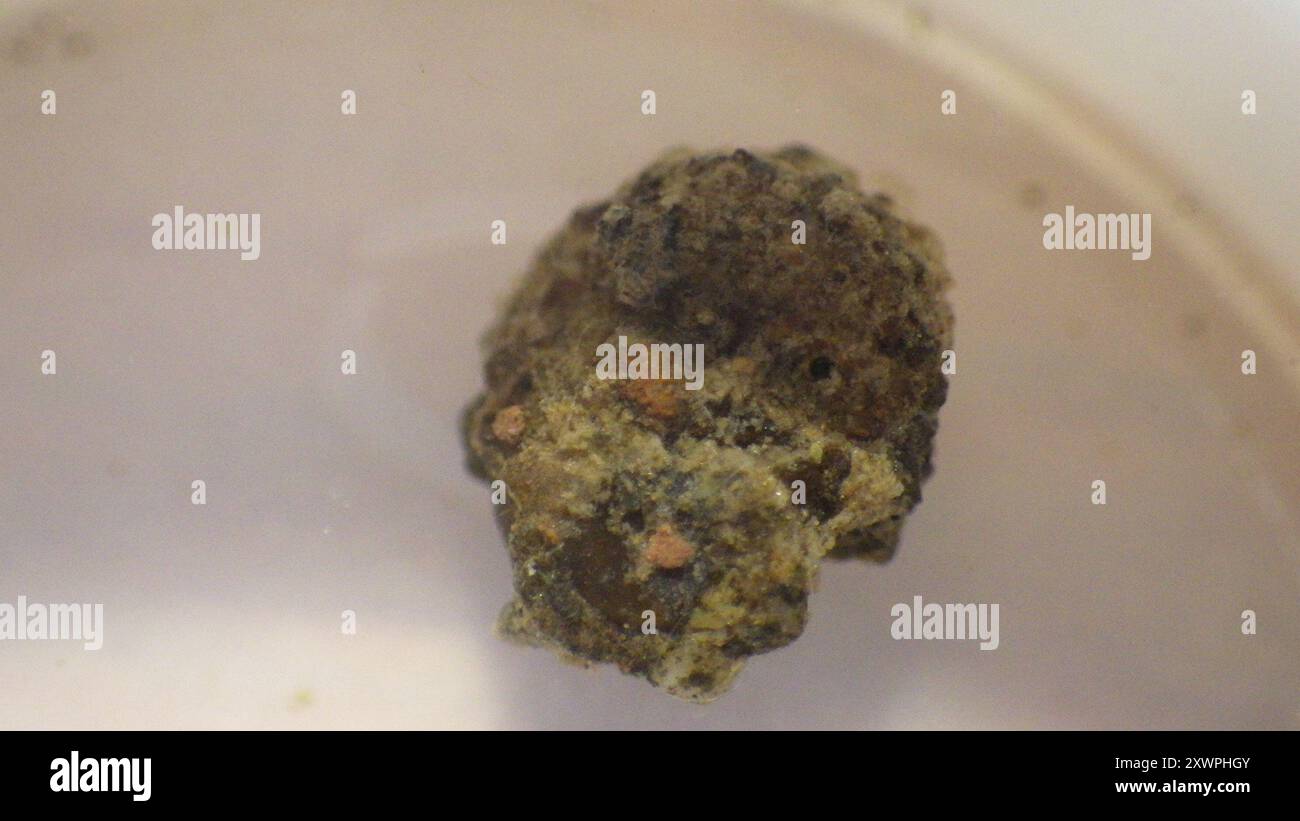 Spectacled Snail-case Caddisfly (Helicopsyche borealis) Insecta Stock ...