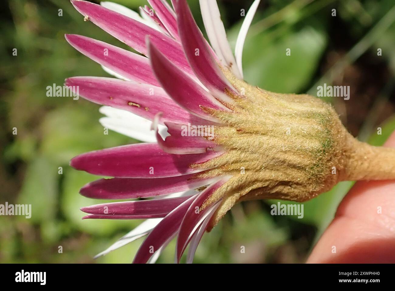 Butter Gerbera (Gerbera ambigua) Plantae Stock Photo - Alamy