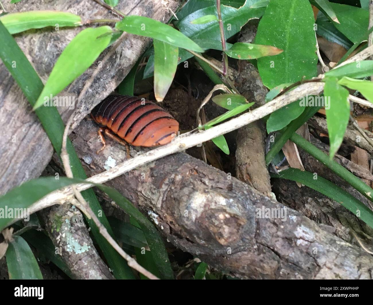 Cape Mountain Cockroach (Aptera fusca) Insecta Stock Photo - Alamy