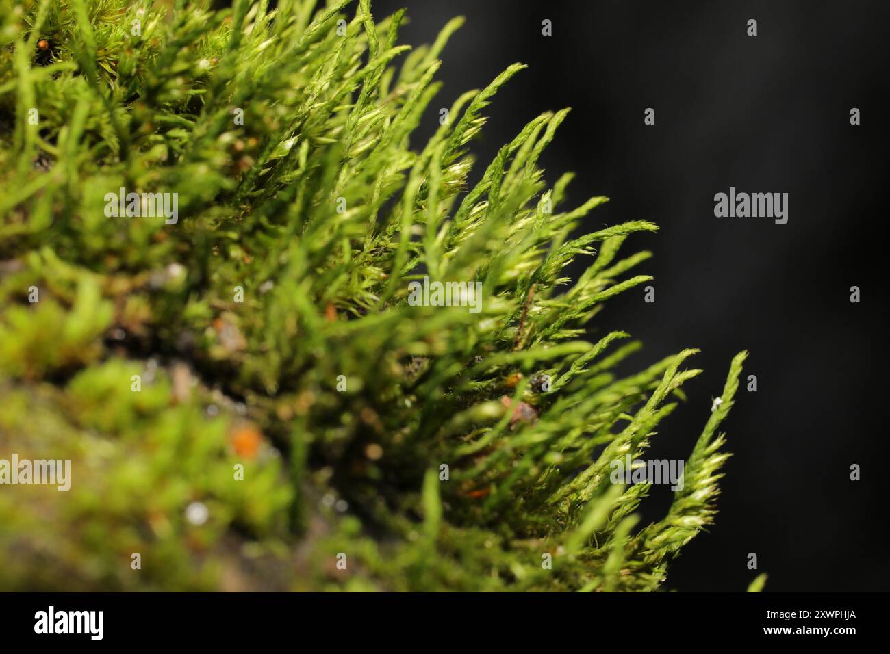 Lateral Cryphaea (Cryphaea heteromalla) Plantae Stock Photo - Alamy