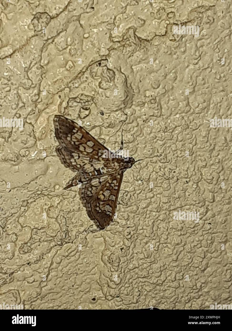 Stained-glass Moth (Samea castellalis) Insecta Stock Photo - Alamy