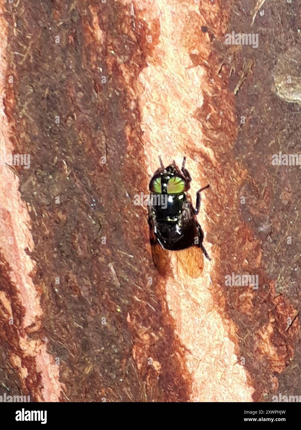 Ornidia obesa hi-res stock photography and images - Alamy