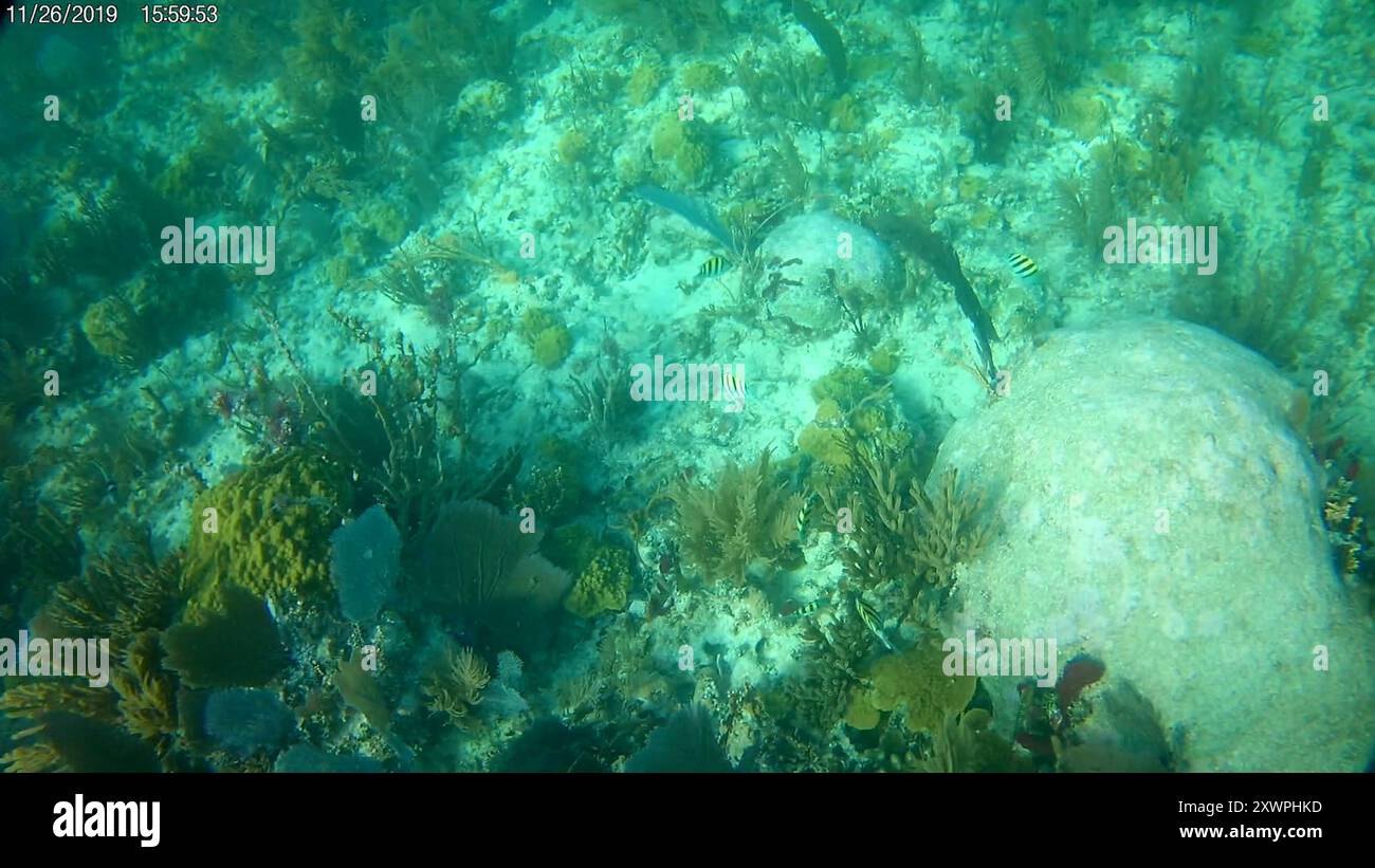 Atlantic Sergeant Major (Abudefduf saxatilis) Actinopterygii Stock ...