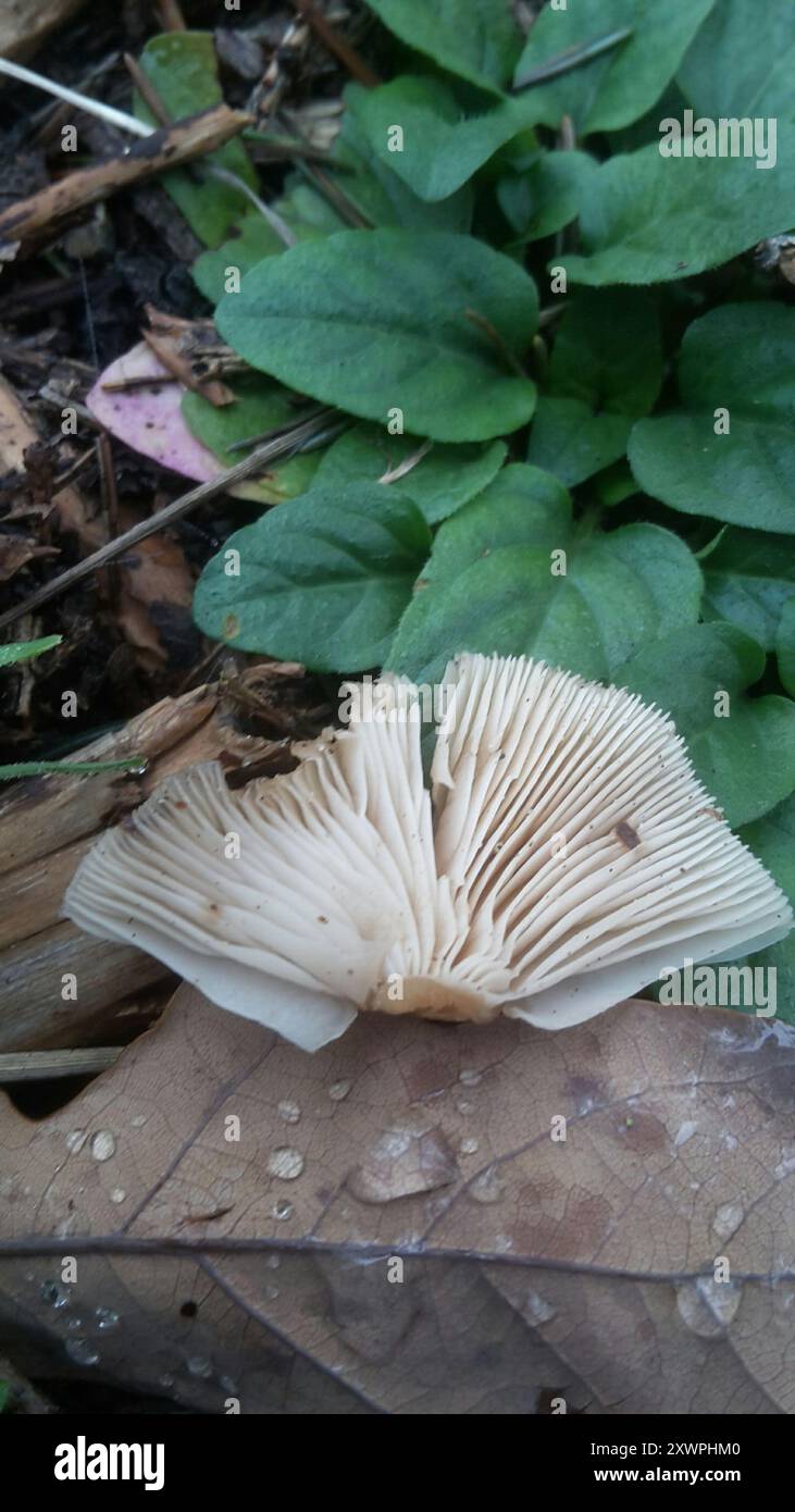 Fragrant Funnel (Clitocybe fragrans) Fungi Stock Photo - Alamy