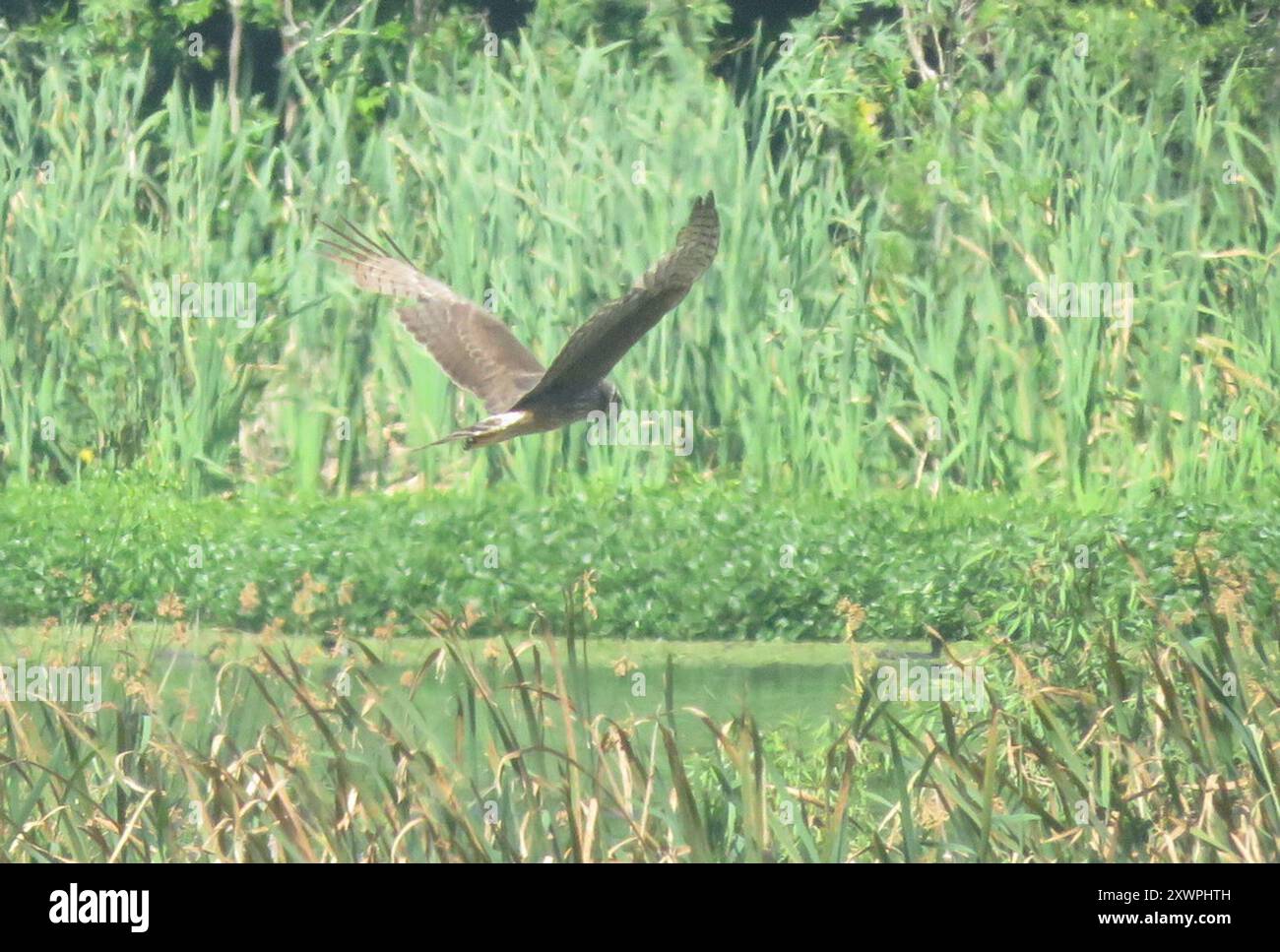 Long winged harrier hi-res stock photography and images - Alamy