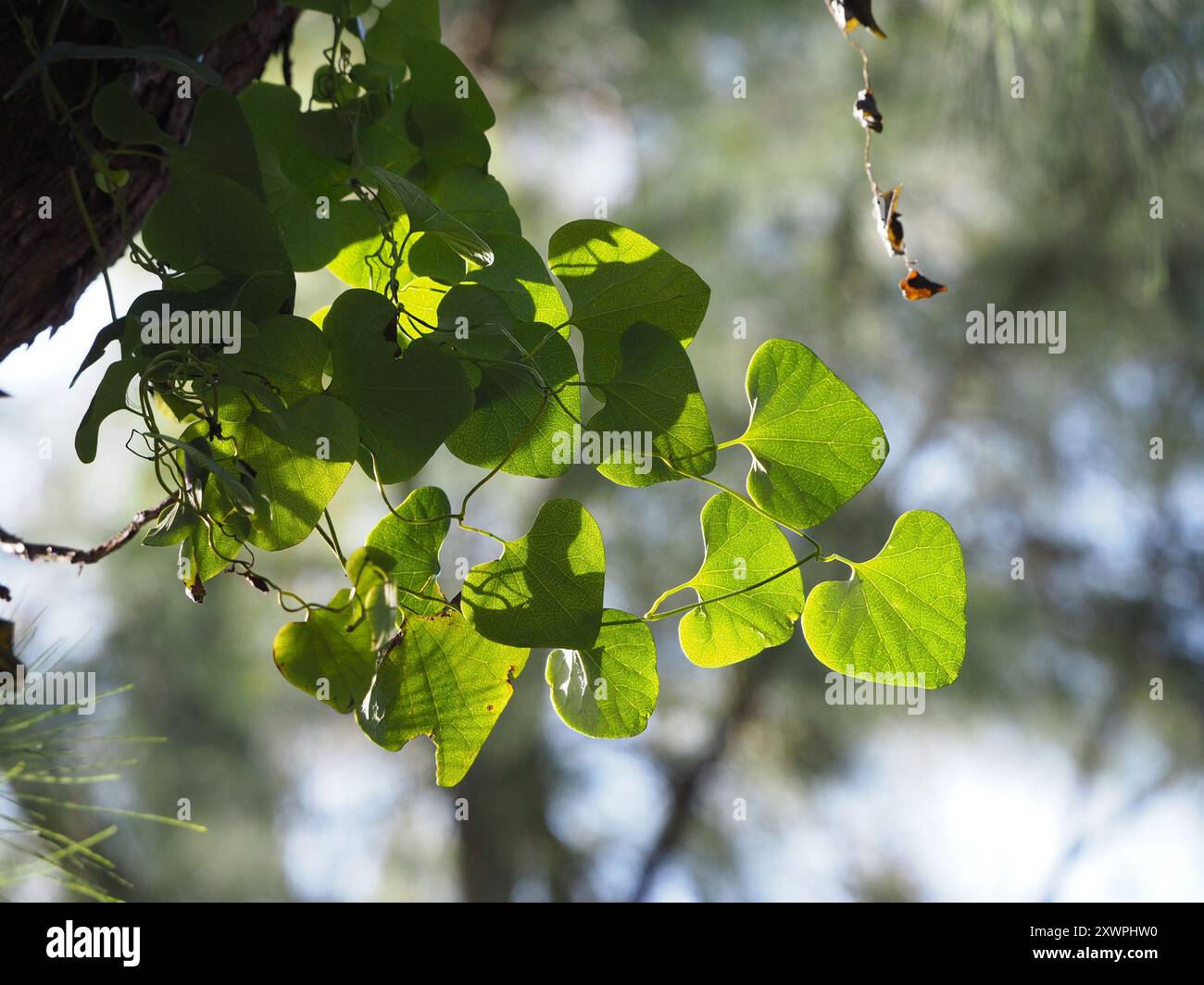 Calico-flower (Aristolochia littoralis) Plantae Stock Photo - Alamy