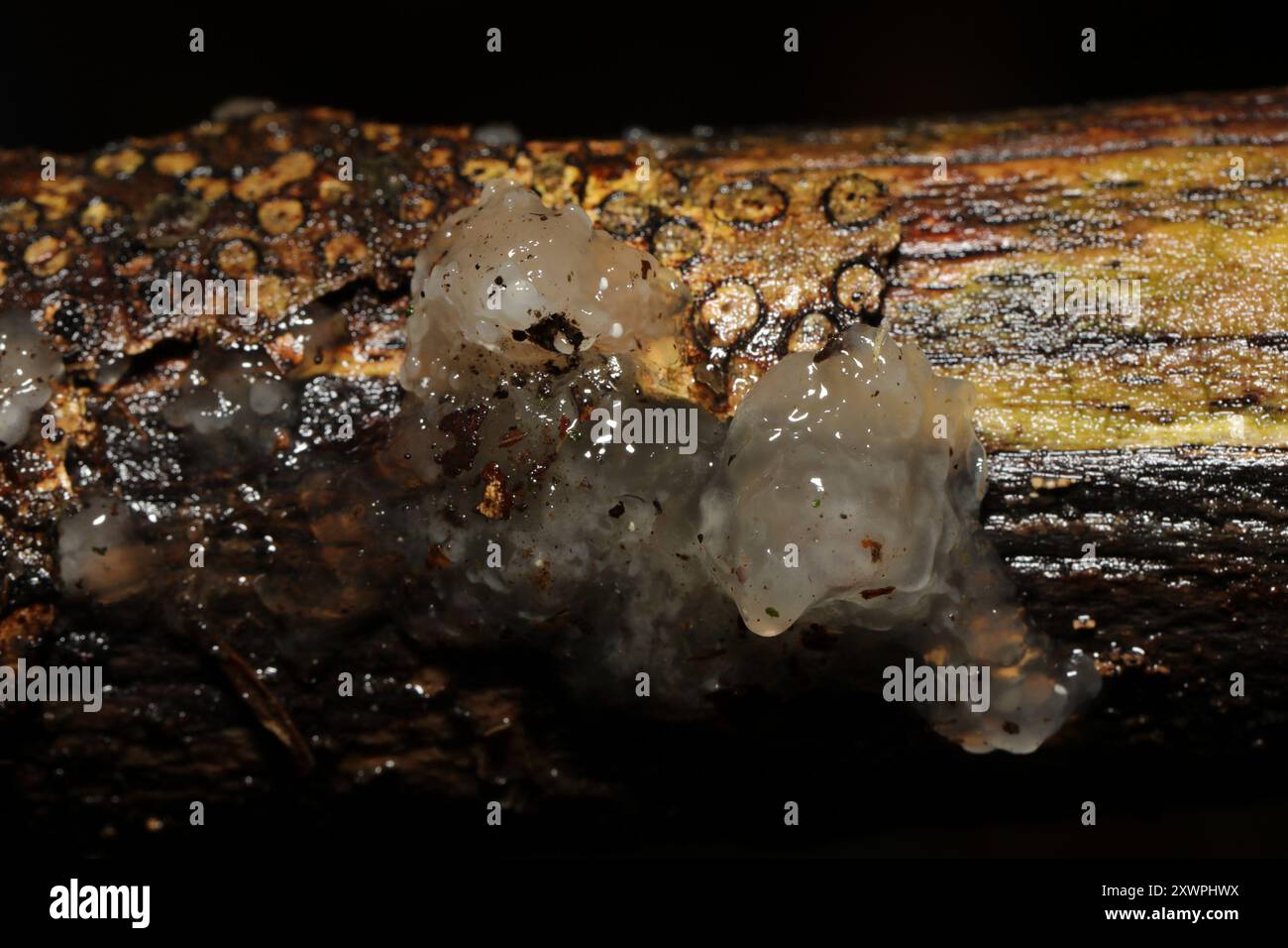 Crystal Brain Fungus (Myxarium nucleatum) Fungi Stock Photo - Alamy