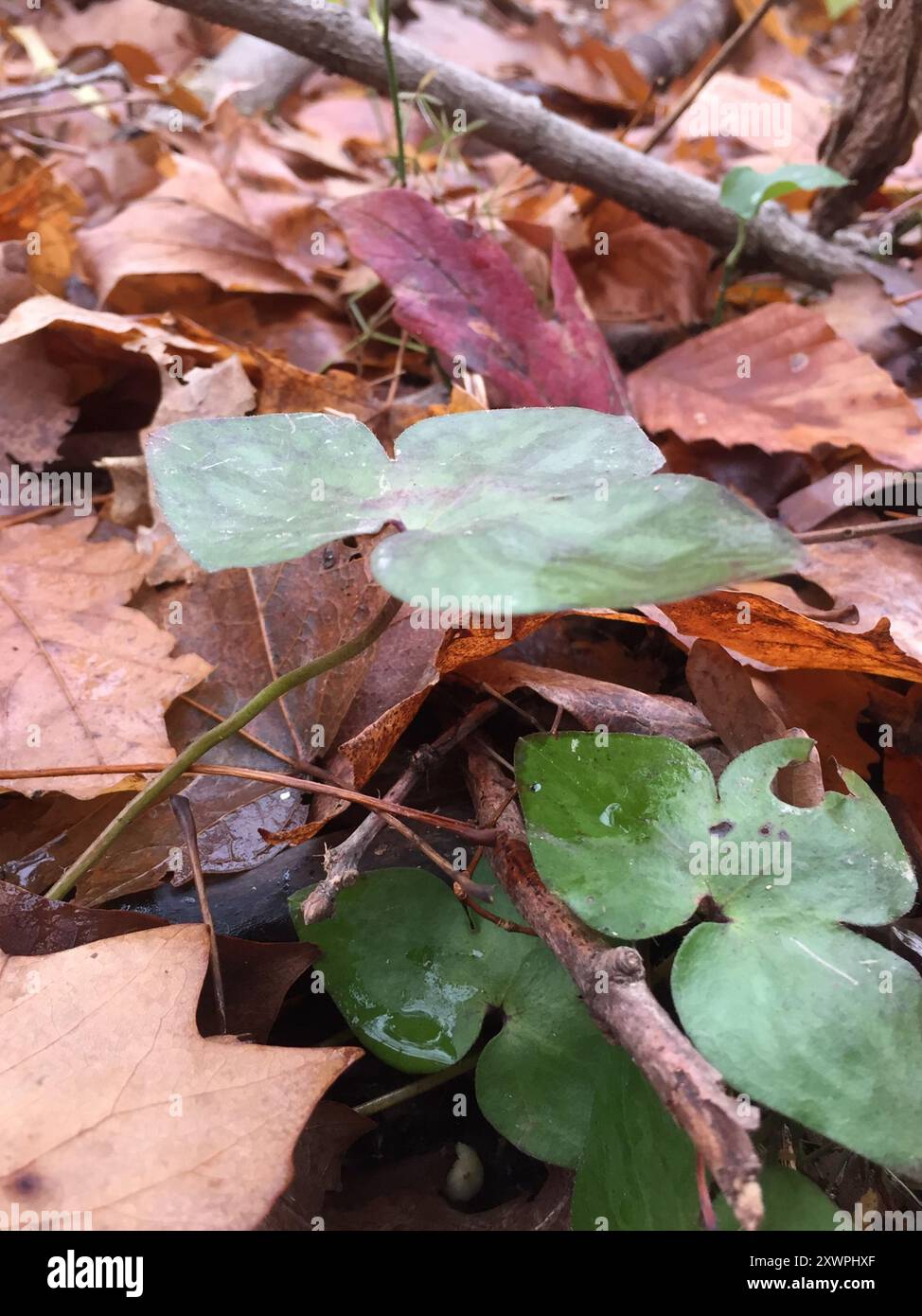 sharp-lobed hepatica (Hepatica acutiloba) Plantae Stock Photo - Alamy