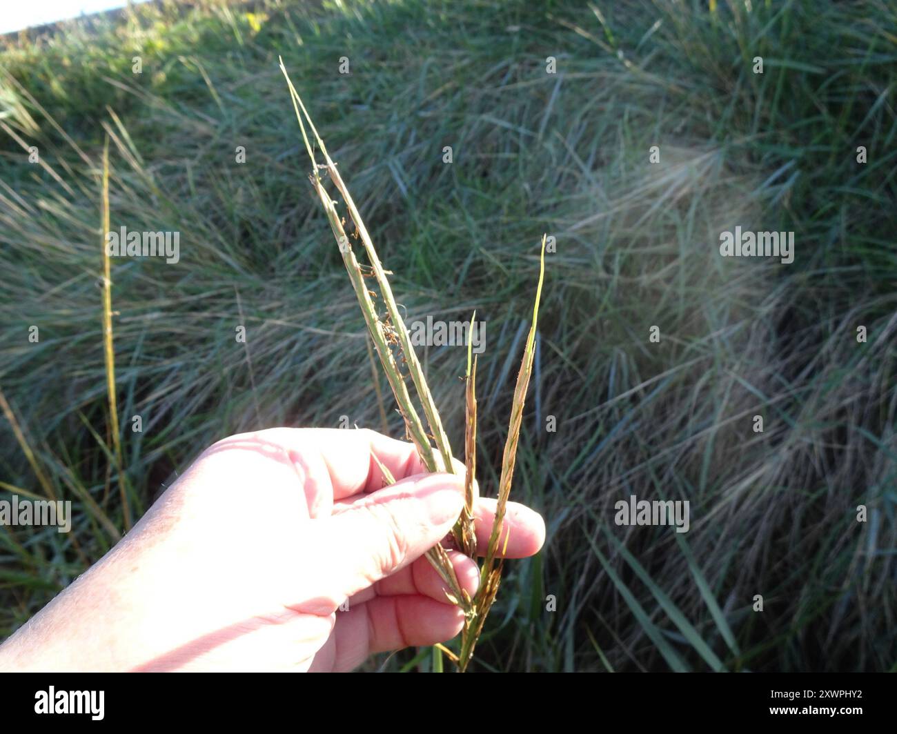 common cordgrass (Sporobolus anglicus) Plantae Stock Photo - Alamy
