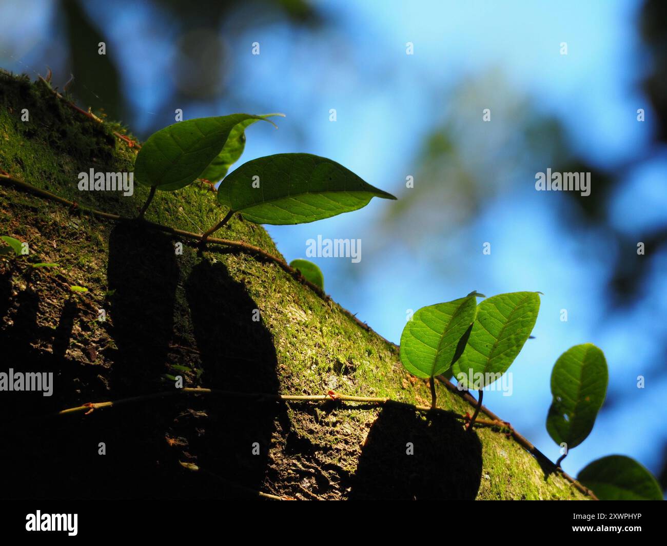 (Ficus sarmentosa nipponica) Plantae Stock Photo - Alamy