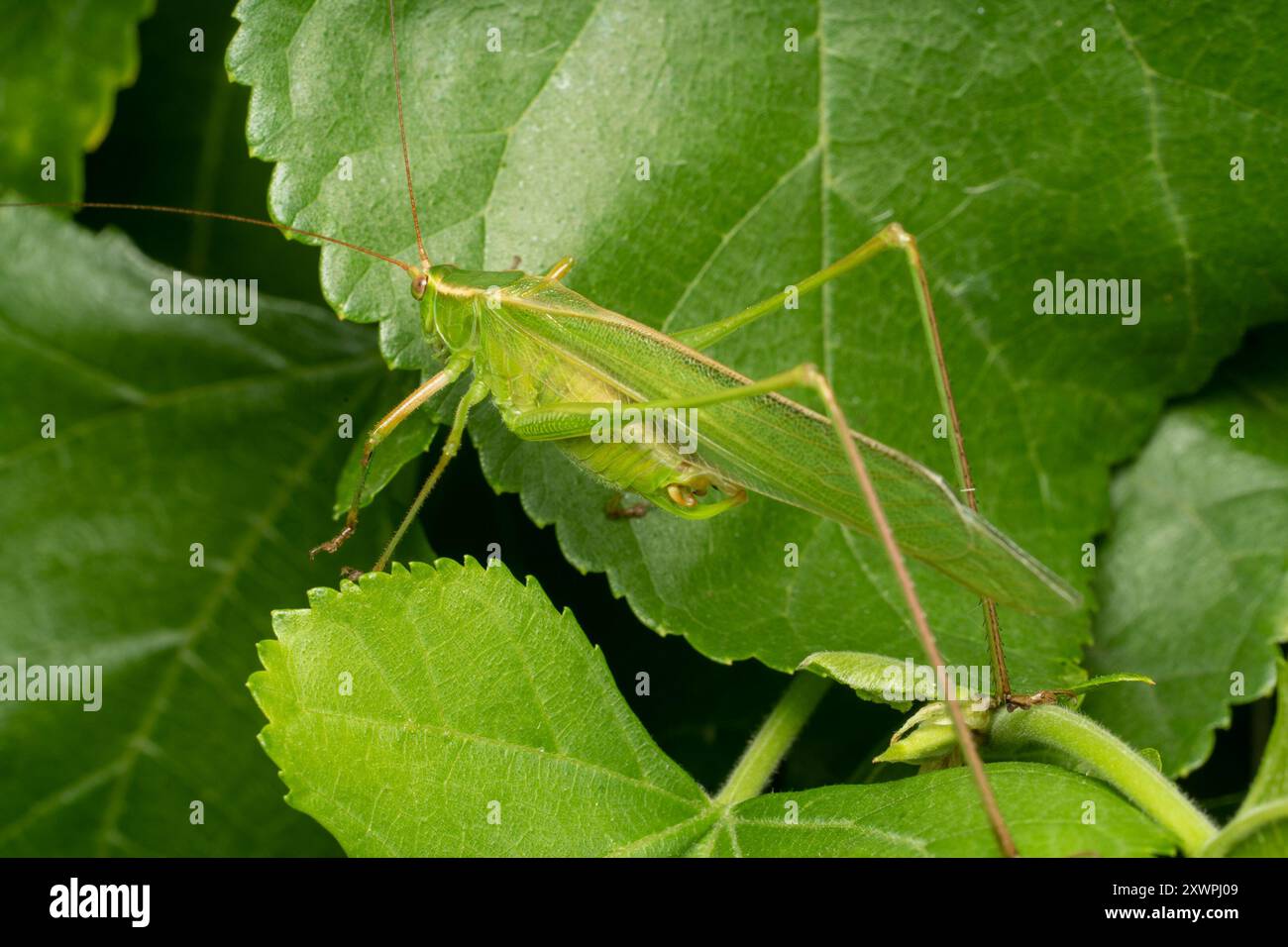 Mexican Bush Katydid (Scudderia mexicana) Insecta Stock Photo - Alamy