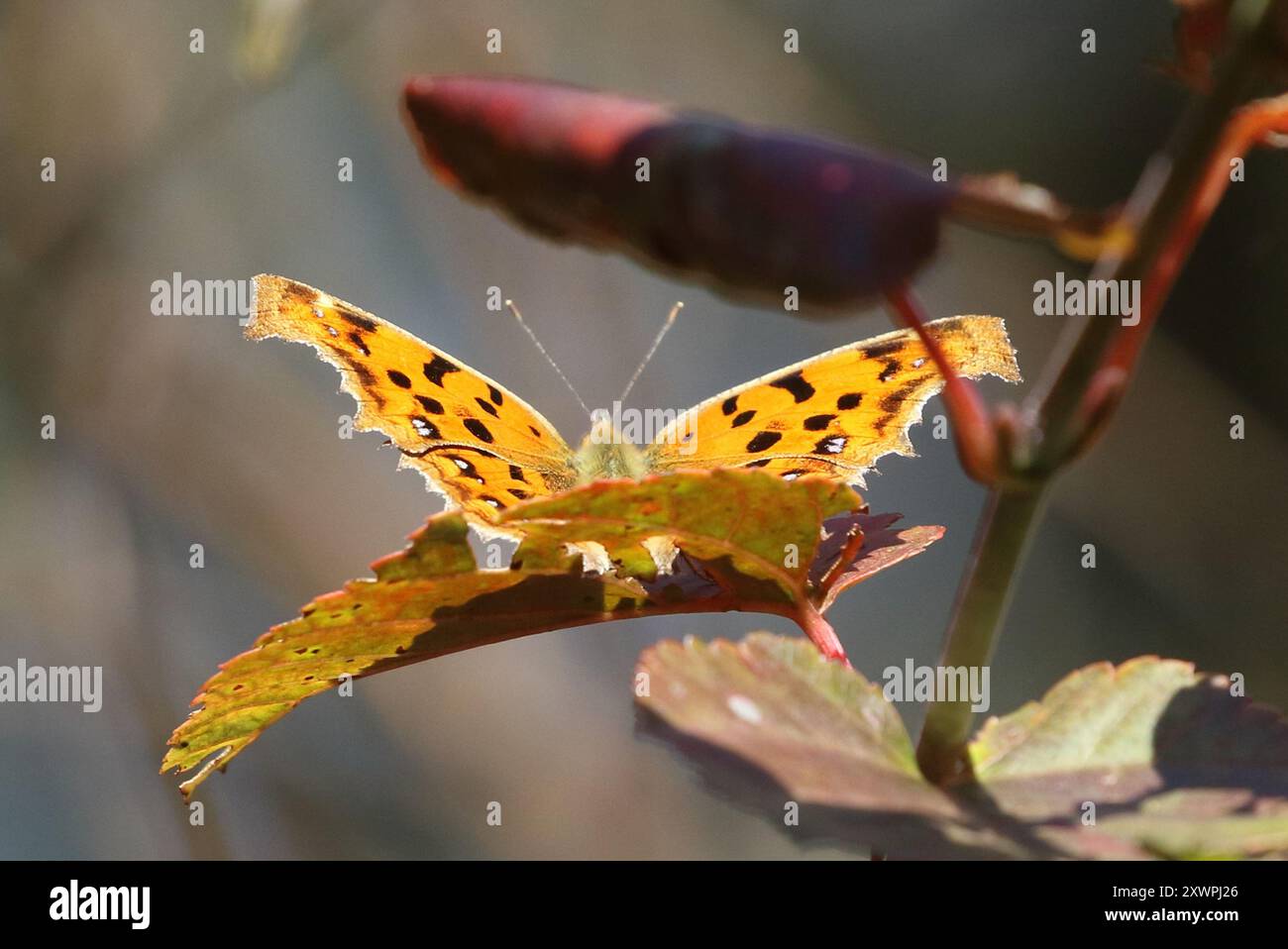 Asian Comma (Polygonia c-aureum) Insecta Stock Photo - Alamy