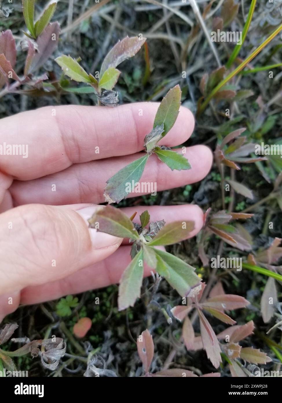 turkey tangle frogfruit (Phyla nodiflora) Plantae Stock Photo - Alamy